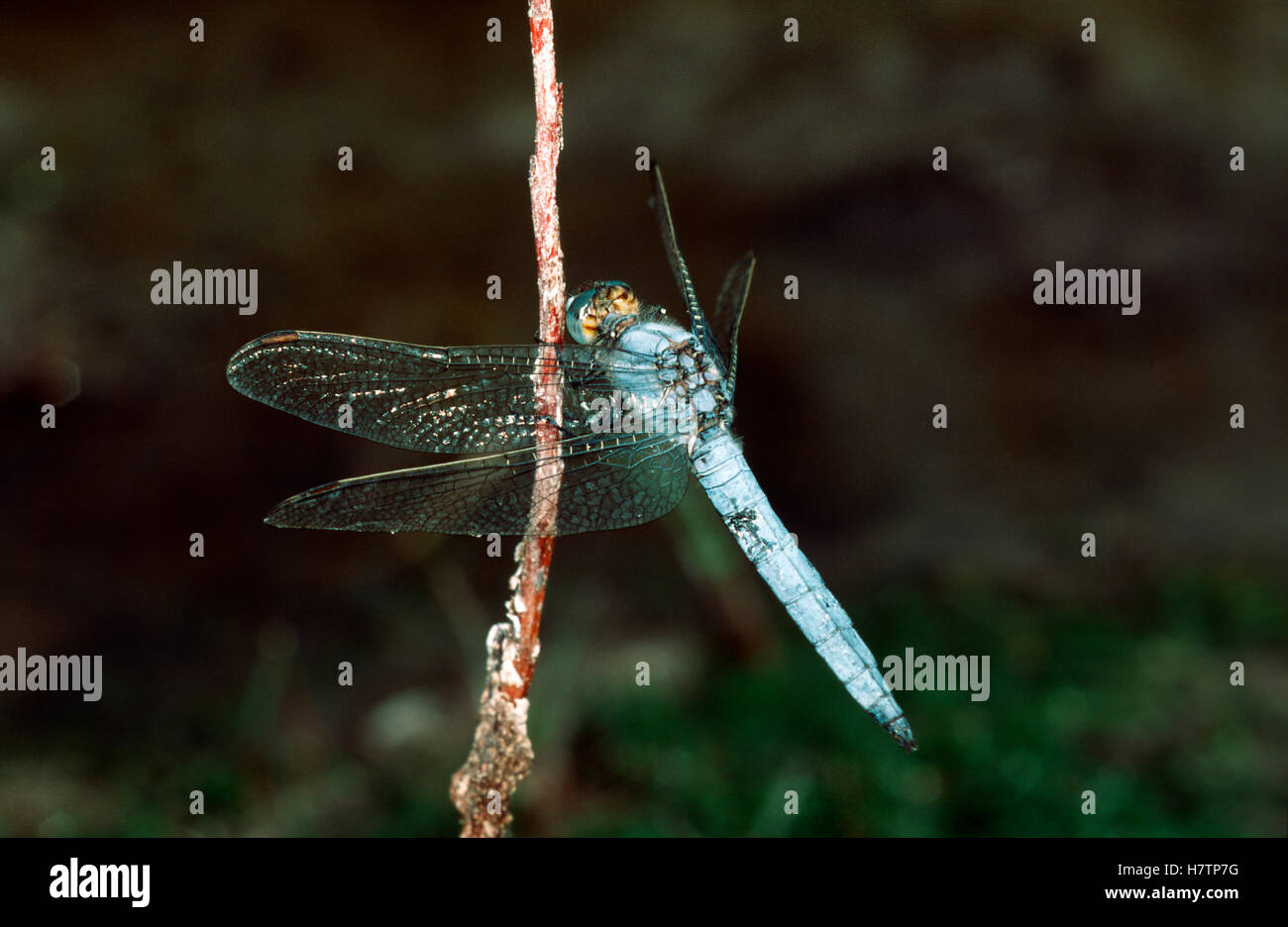 Southern Skimmer (Orthetrum brunneum) dragonfly clinging to stem ...