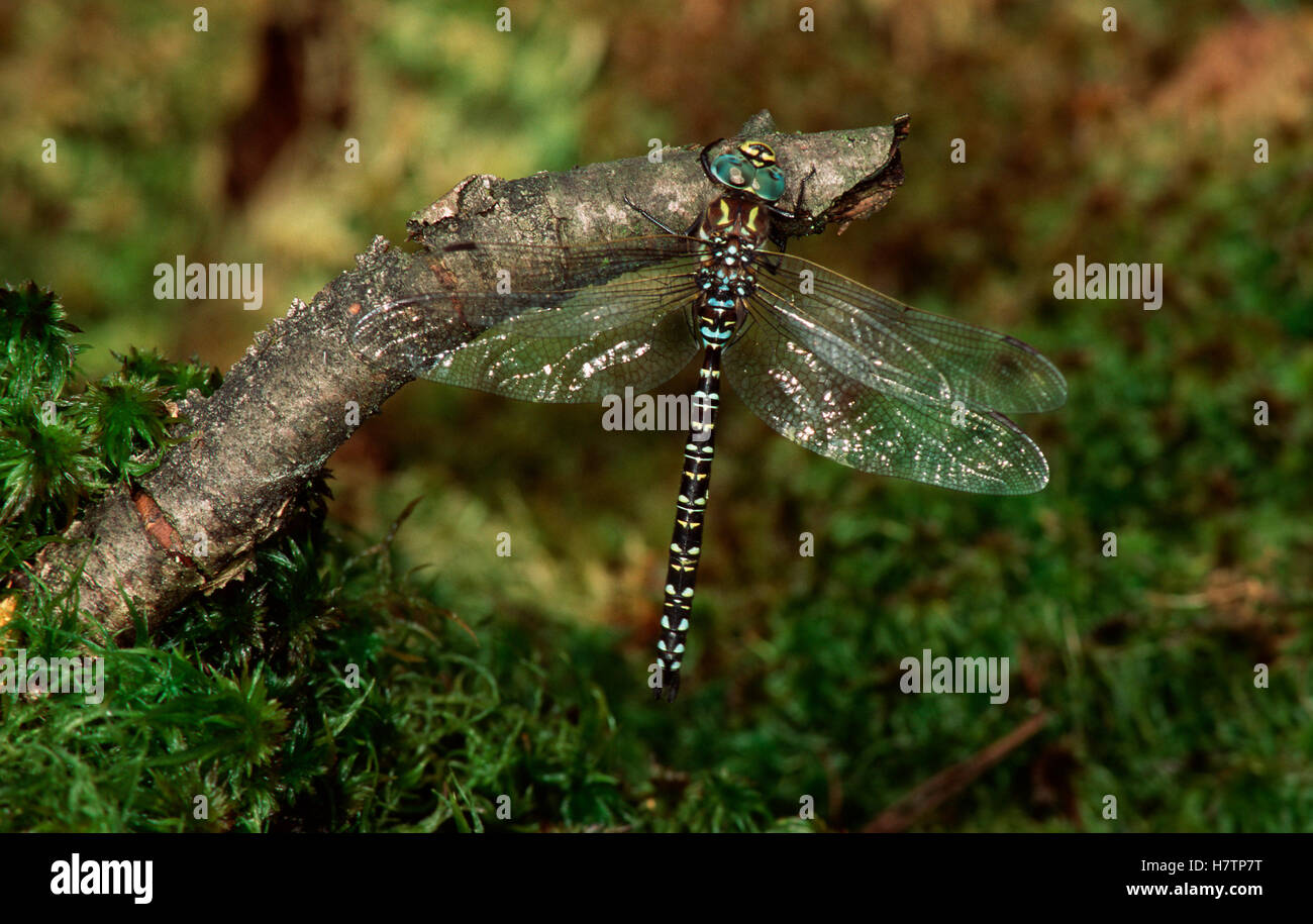 Subarctic Darner (Aeshna subarctica) dragonfly, western Europe Stock ...