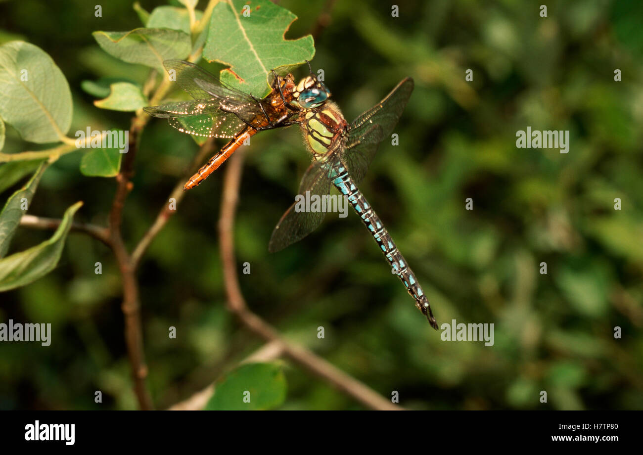 Hairy Dragonfly (Brachytron pratense) feeding on another dragonfly ...