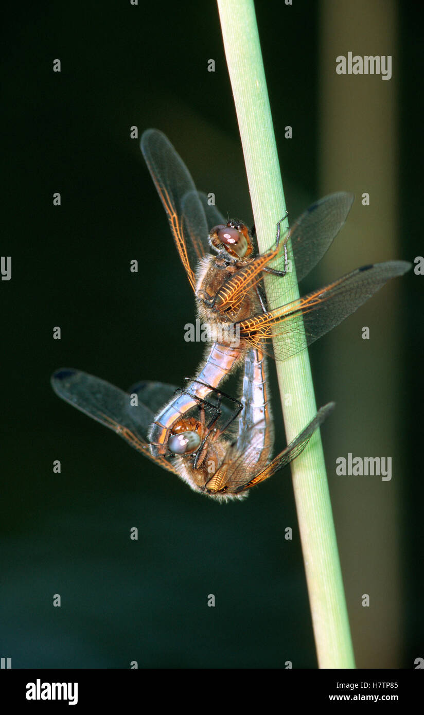 Scarce Chaser (Libellula fulva) dragonfly pair mating, western Europe ...