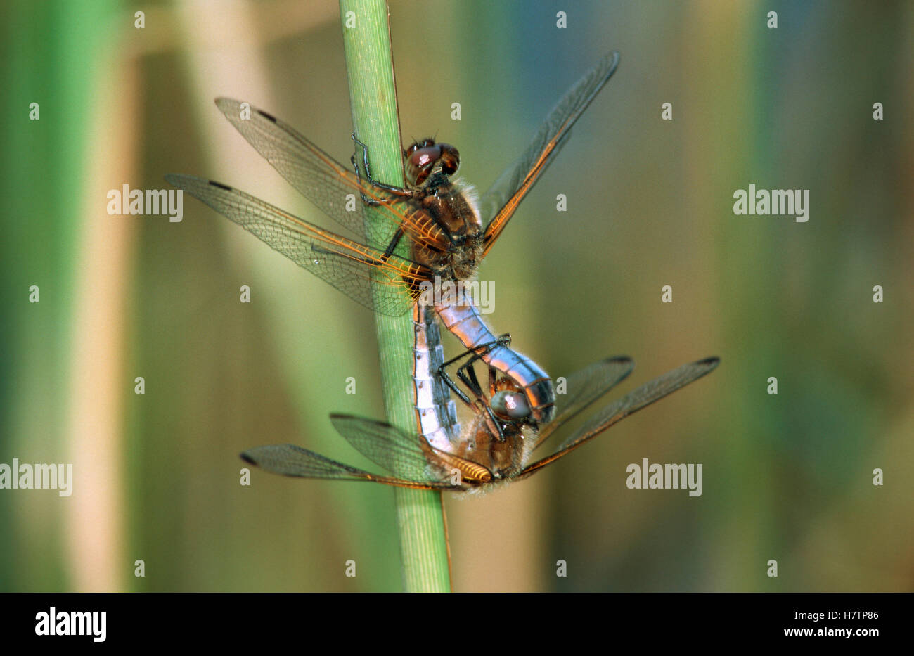 Scarce Chaser (Libellula fulva) dragonfly pair mating, western Europe ...