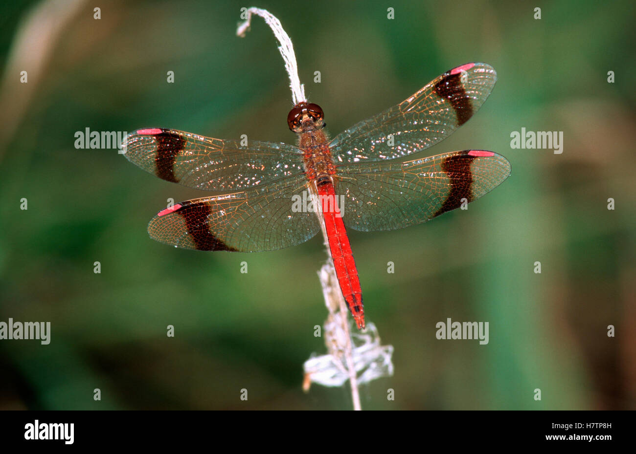 Banded Darter (Sympetrum pedemontanum) dragonfly, portrait, western ...