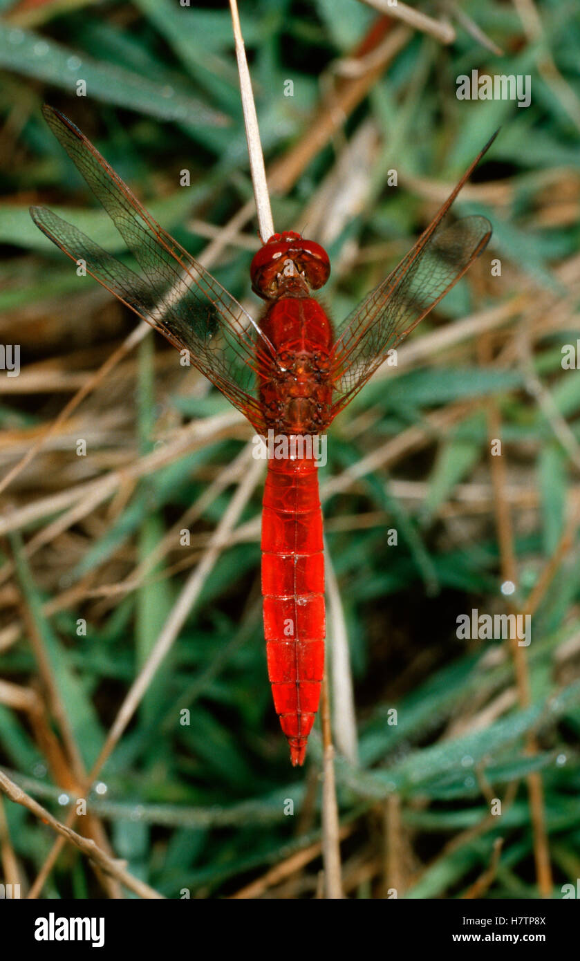 Scarlet Dragonfly (Crocothemis erythraea) portrait on plant stem ...