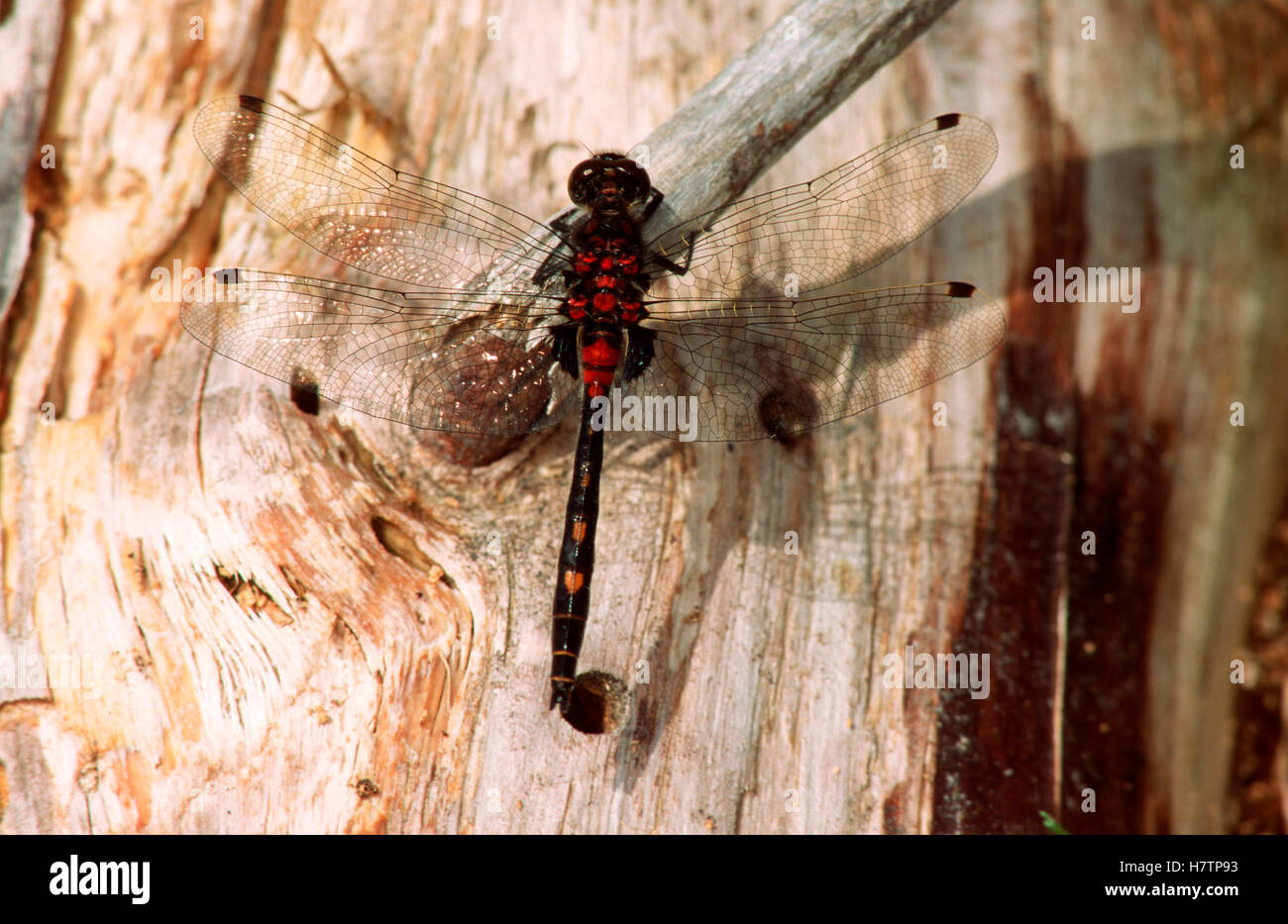 White-faced Dragonfly (Leucorrhinia dubia) portrait on tree trunk ...