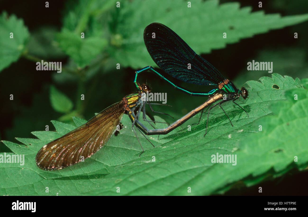 Beautiful Demoiselle (Calopteryx virgo) damselfly pair mating, western Europe Stock Photo - Alamy