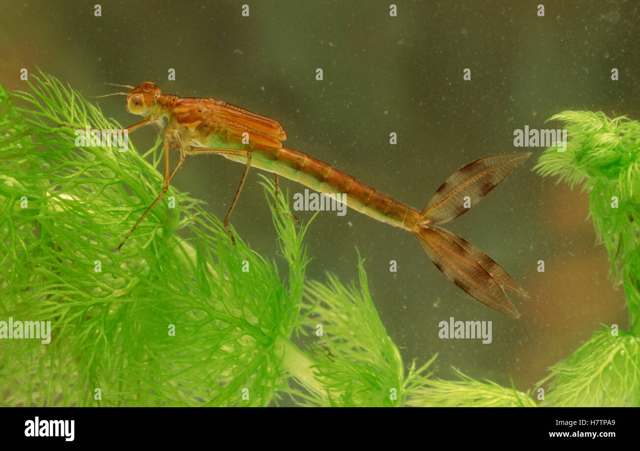 Shy Emerald Damselfly (Lestes barbarus) aquatic nymph on plant, western ...