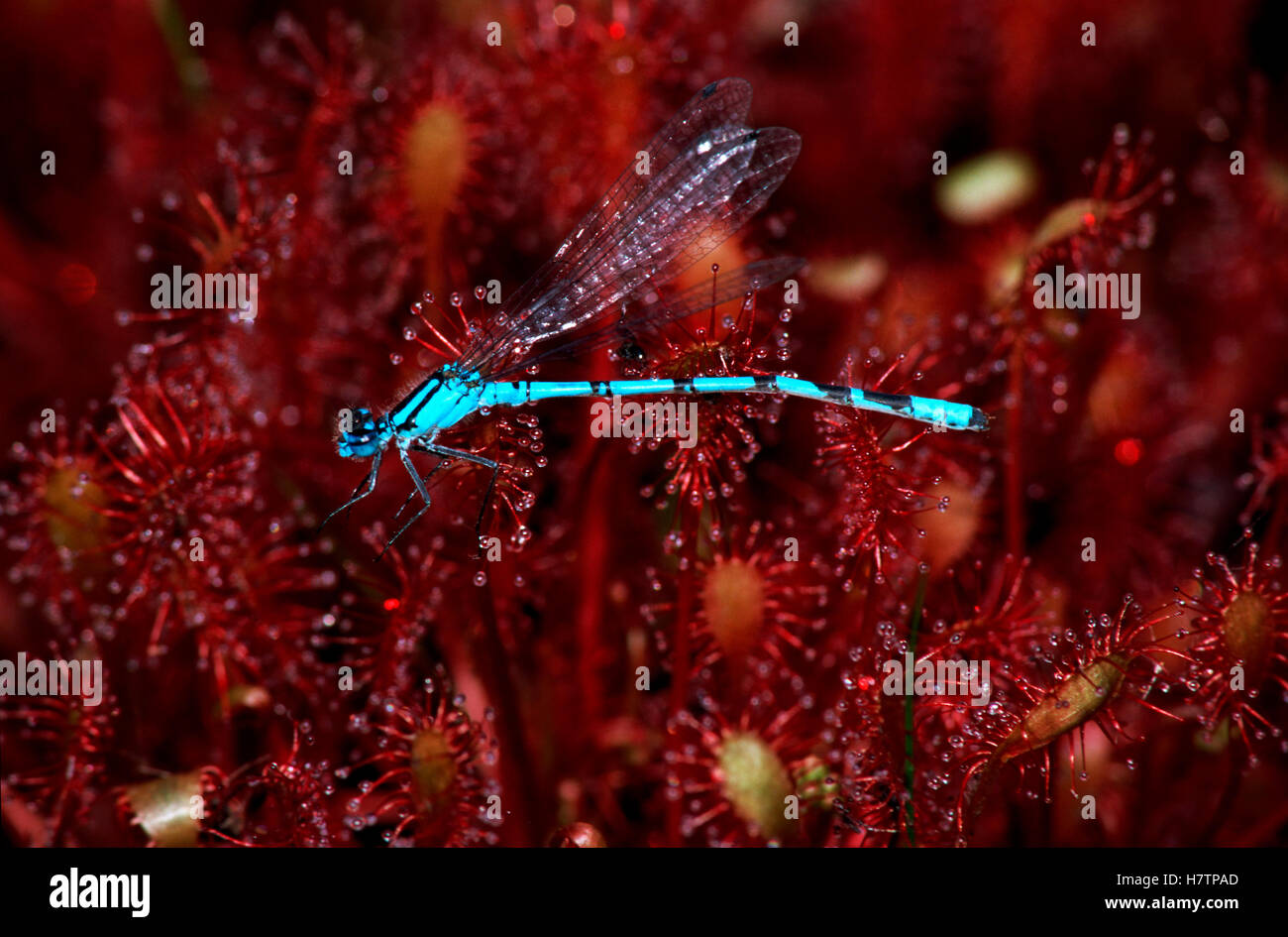 Common Blue Damselfly (Enallagma cyathigerum) trapped in Sundew ...