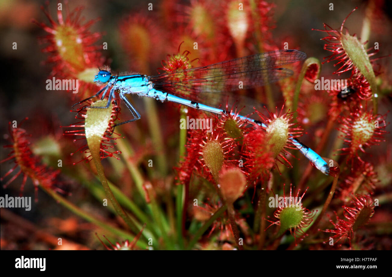 Common Blue Damselfly (Enallagma cyathigerum) trapped in Sundew ...