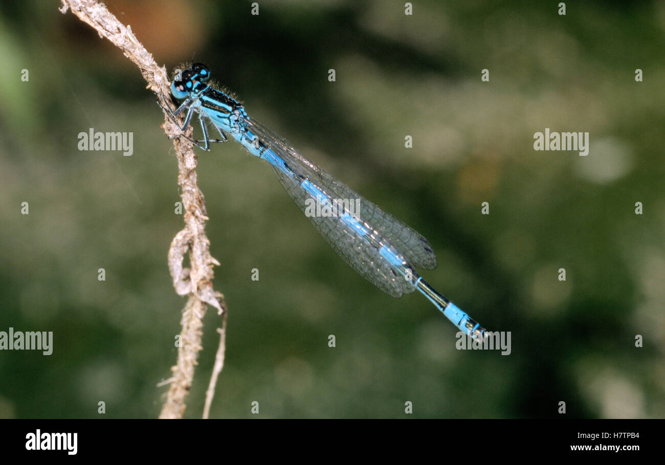 Southern Damselfly (Coenagrion mercuriale) male, western Europe Stock ...