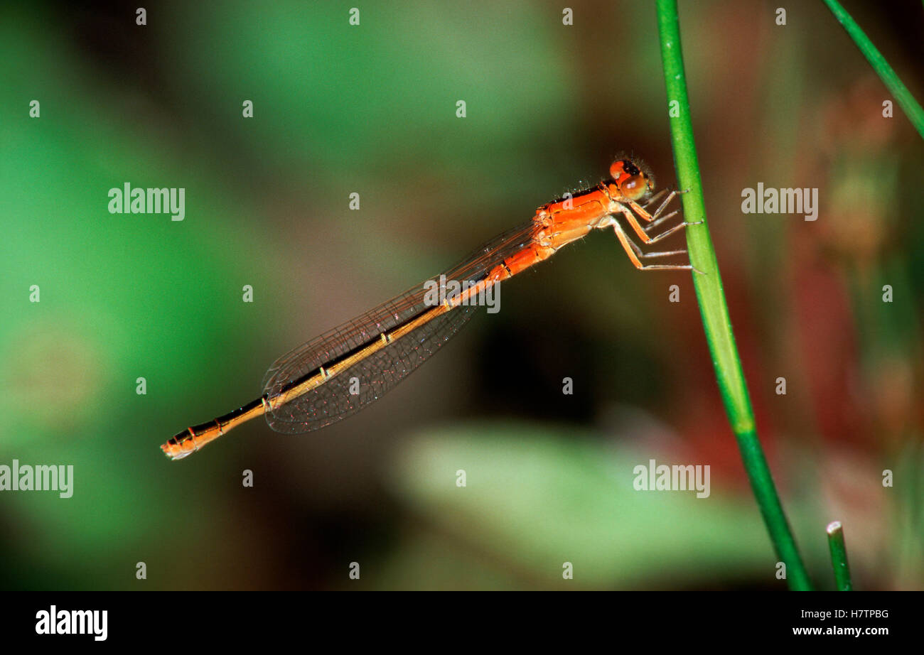 Small Spreadwing (Lestes virens) damselfly on stem, side view, western ...