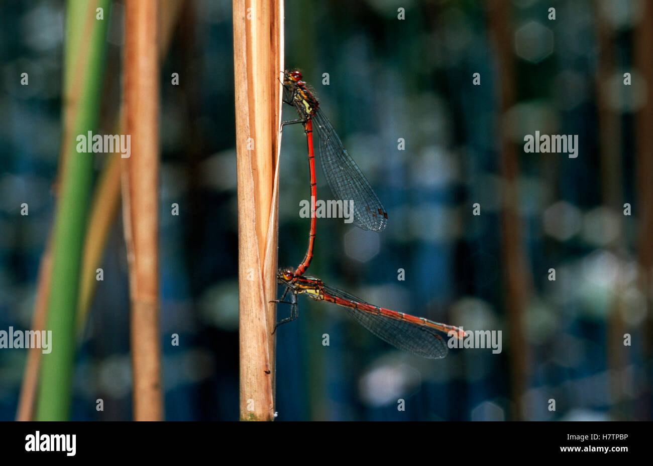 Large Red Damselfly (Pyrrhosoma nymphula) tandem pair copulating ...
