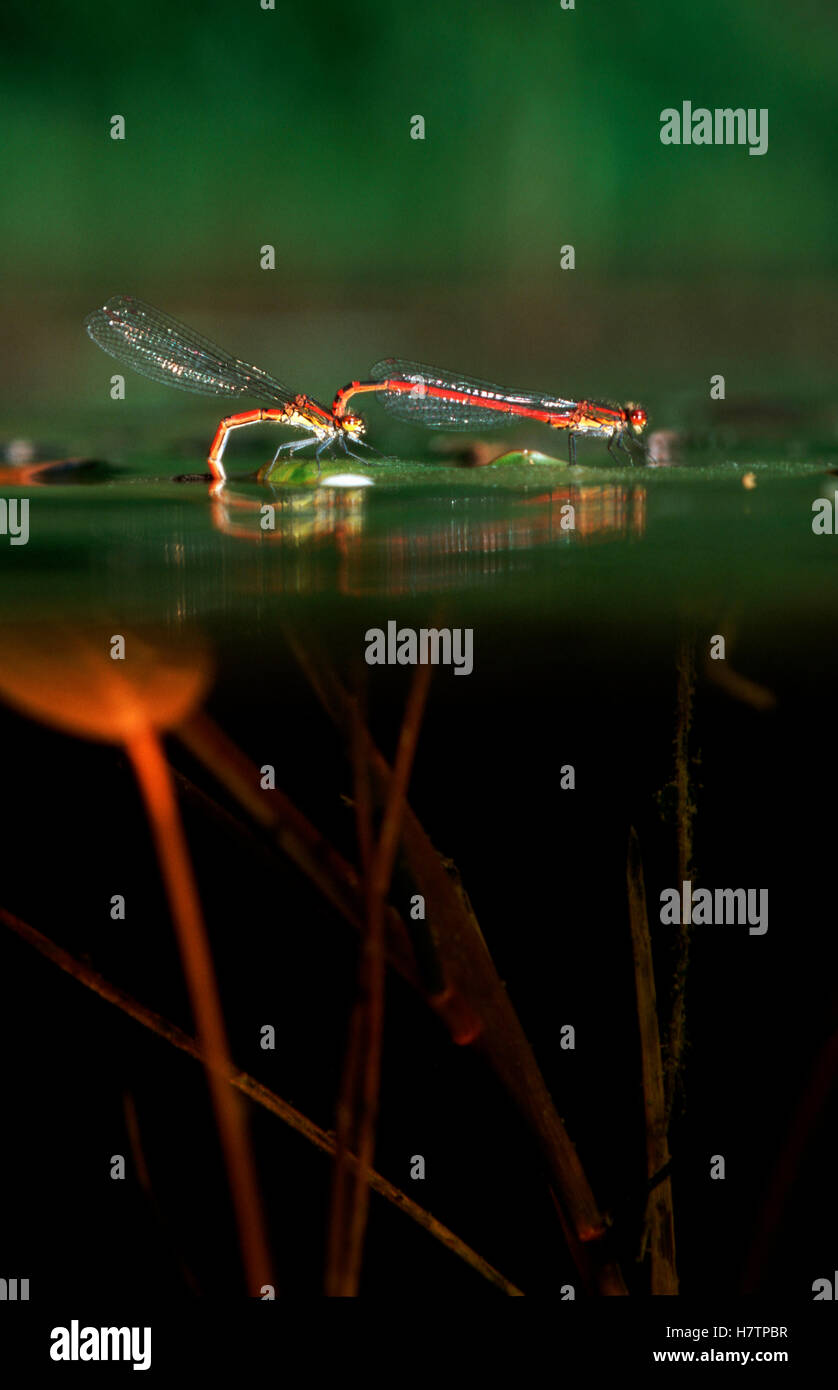 Large Red Damselfly (Pyrrhosoma nymphula) tandem pair egg laying ...