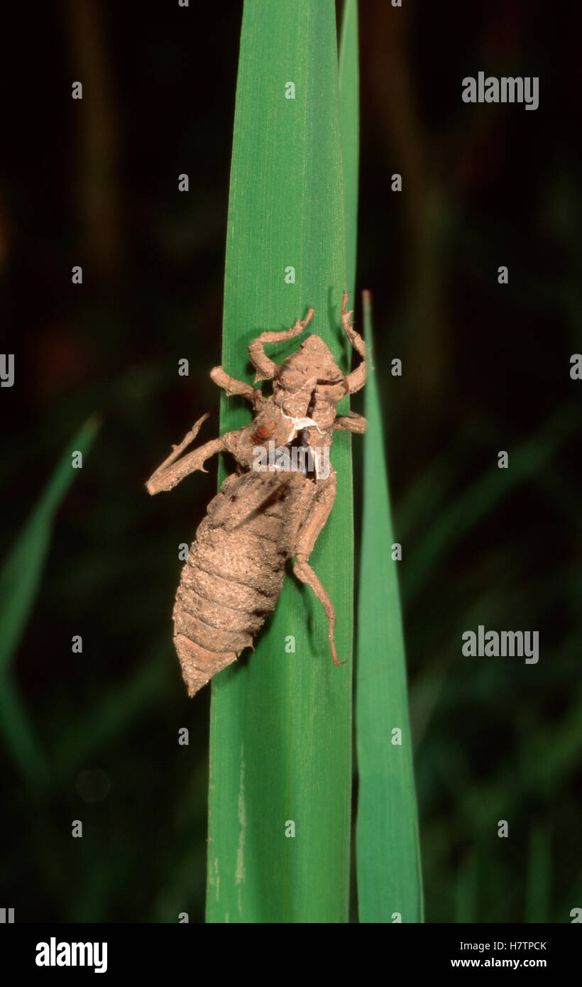Club-tailed Dragonfly (Gomphus vulgatissimus) exoskeleton of nymph on ...