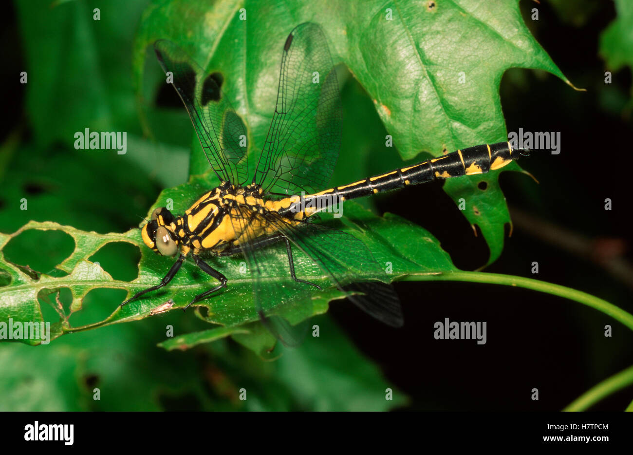 Club-tailed Dragonfly (Gomphus vulgatissimus) male, western Europe ...
