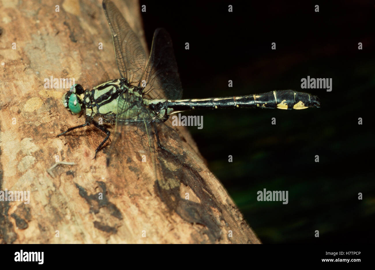 Club-tailed Dragonfly (Gomphus vulgatissimus) male, western Europe ...