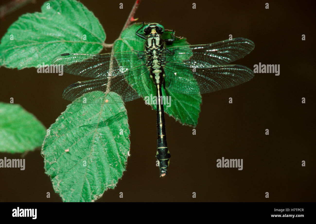 Club-tailed Dragonfly (Gomphus vulgatissimus) male, western Europe ...