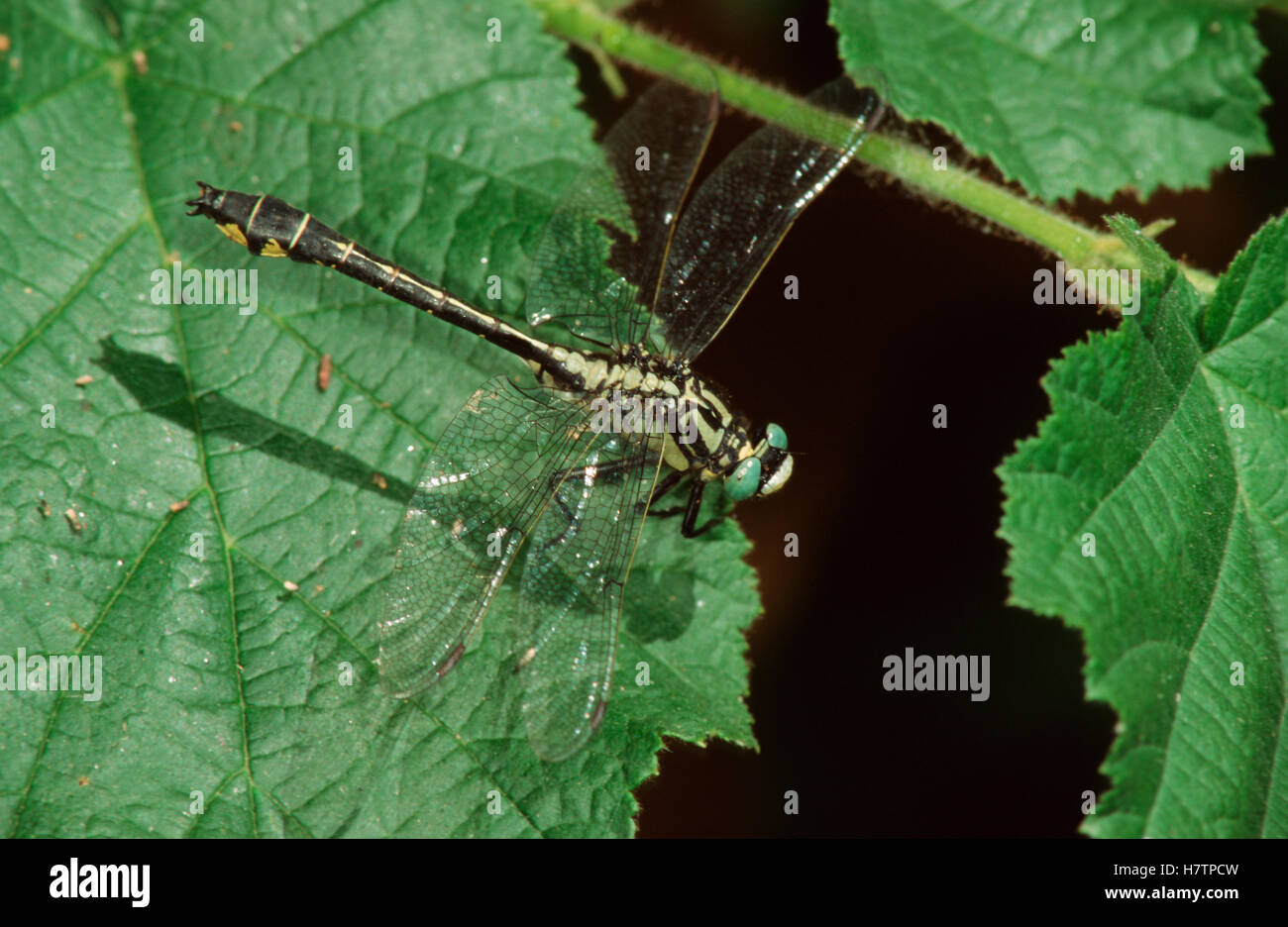 Club-tailed Dragonfly (Gomphus vulgatissimus) male, western Europe ...