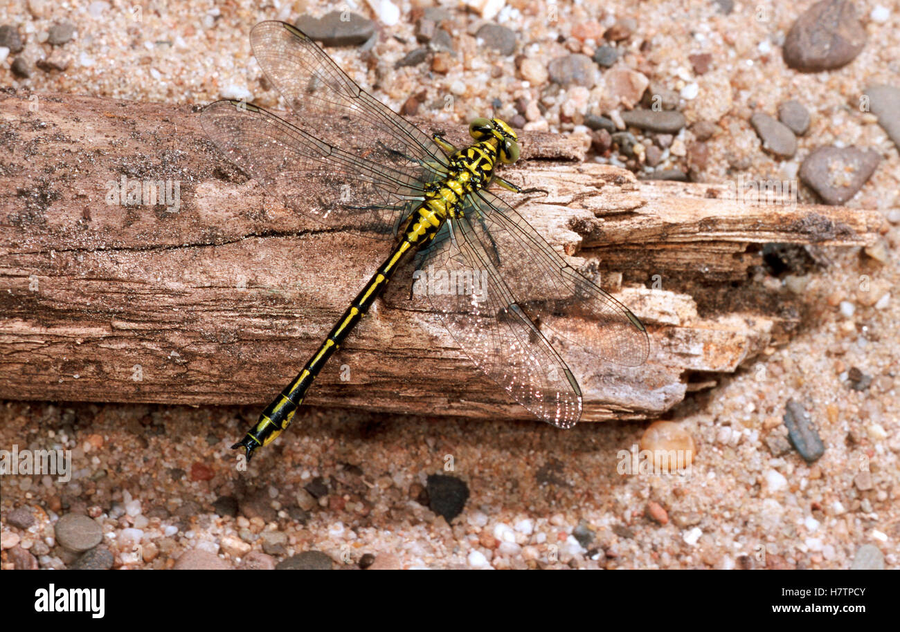 Yellow-legged Clubtail (Gomphus pulchellus) dragonfly resting on piece ...
