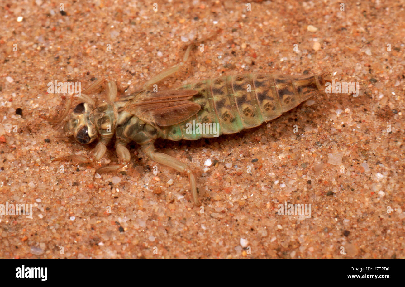 Yellow-legged Clubtail (Gomphus pulchellus) dragonfly aquatic nymph ...