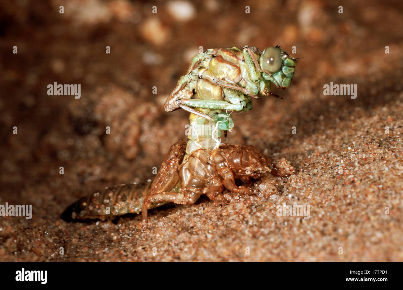 Yellow-legged Clubtail (Gomphus pulchellus) dragonfly adult emerging ...