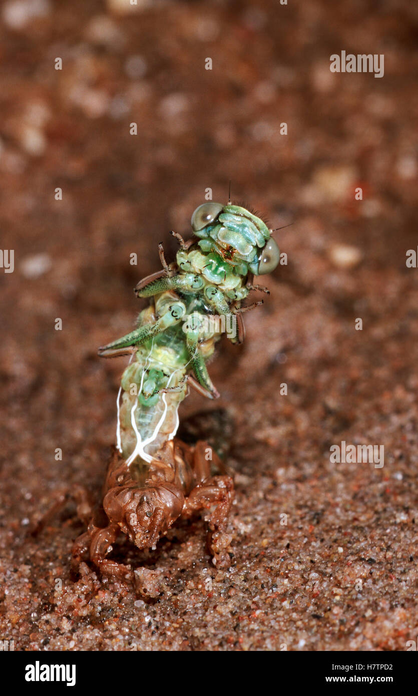 Yellow-legged Clubtail (Gomphus pulchellus) dragonfly adult emerging ...