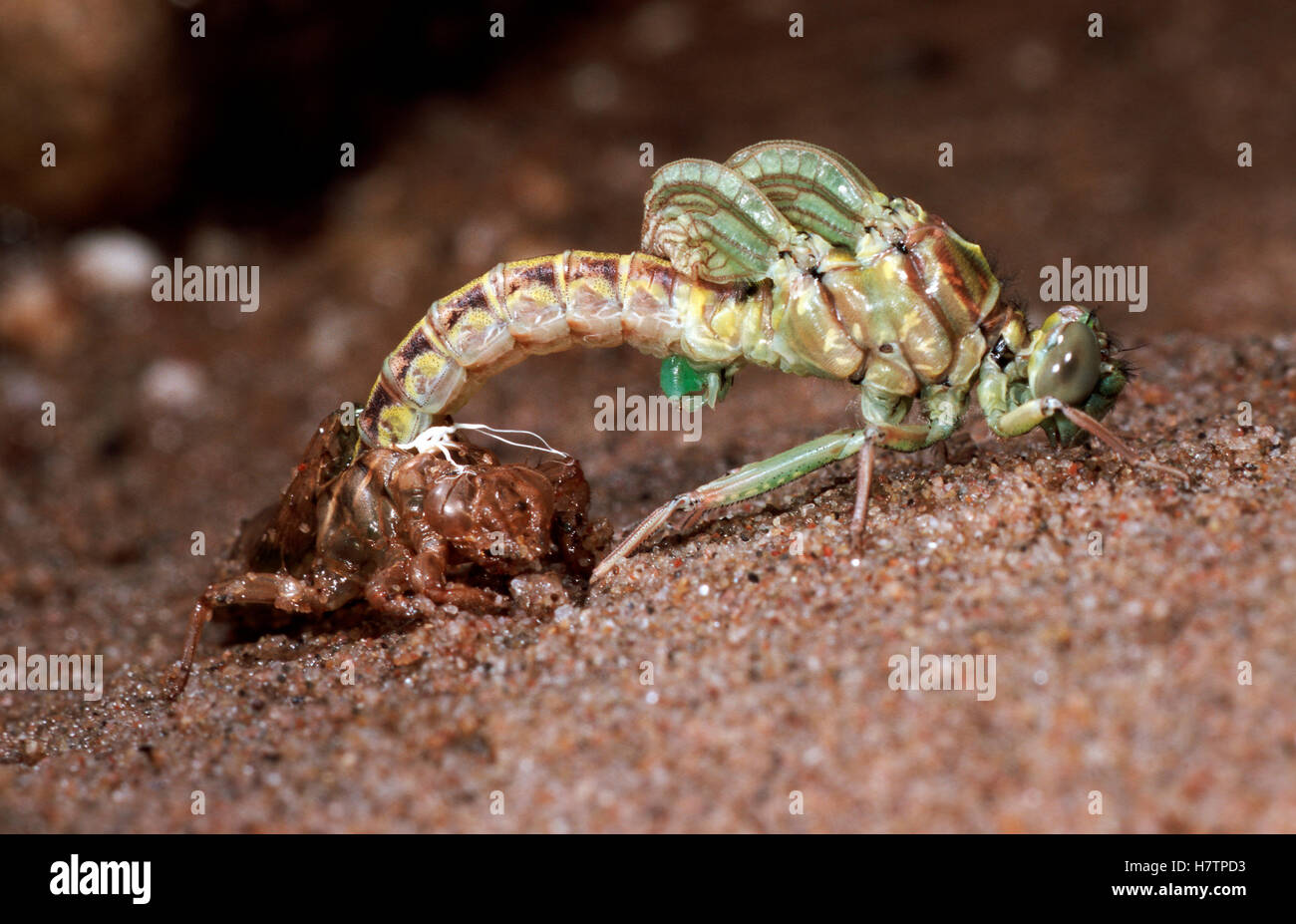 Yellow-legged Clubtail (Gomphus pulchellus) dragonfly adult emerging ...