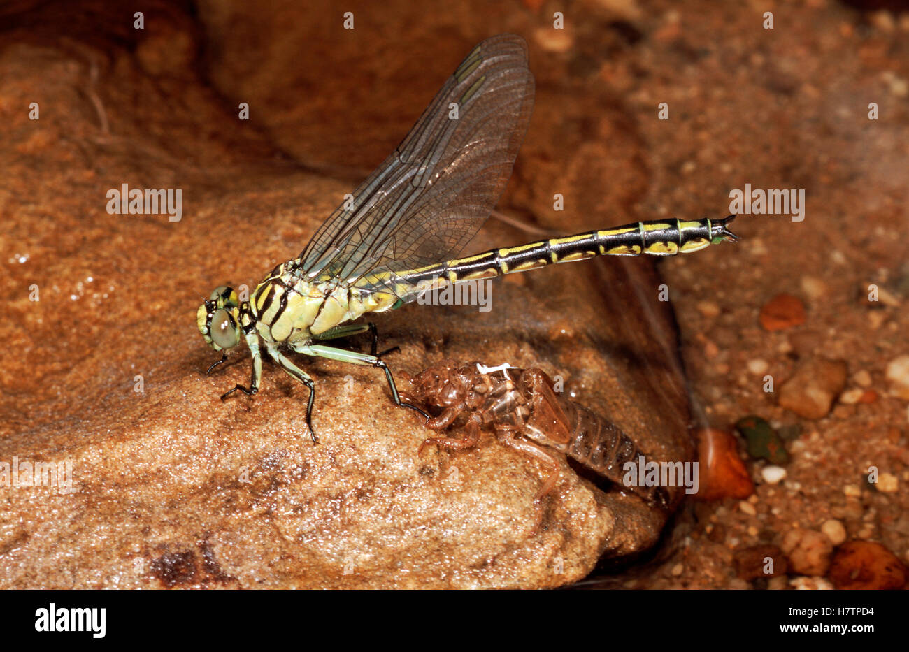 Yellow-legged Clubtail (Gomphus pulchellus) dragonfly adult newly ...