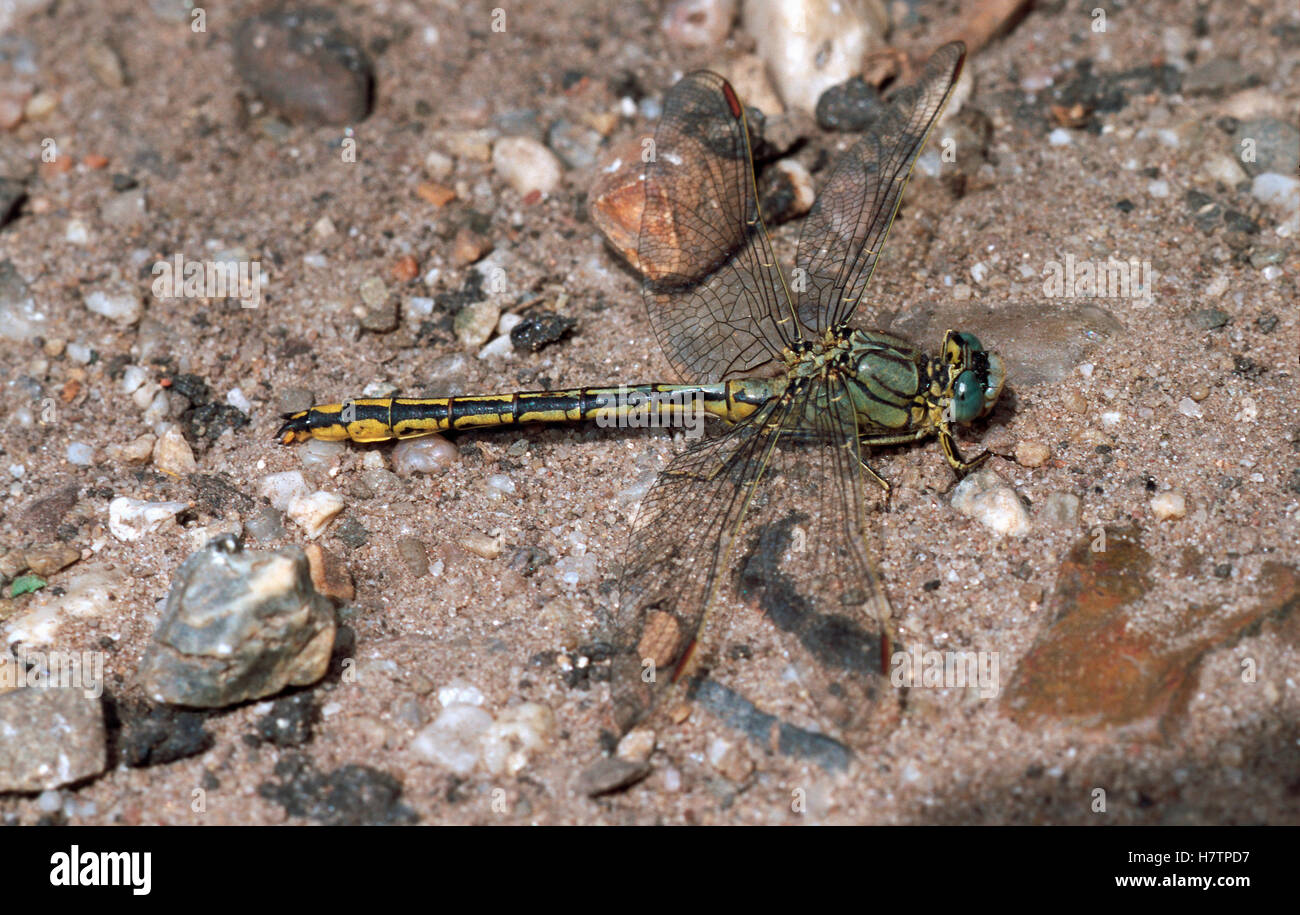 Yellow-legged Clubtail (Gomphus pulchellus) dragonfly on rock, western ...