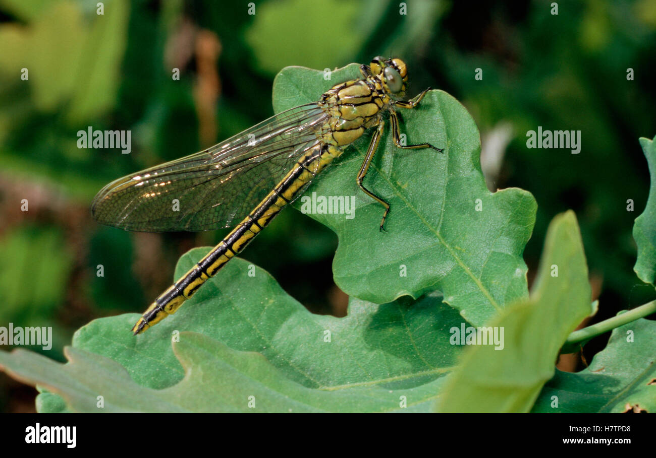 Yellow-legged Clubtail (Gomphus pulchellus) dragonfly on leaf, western ...