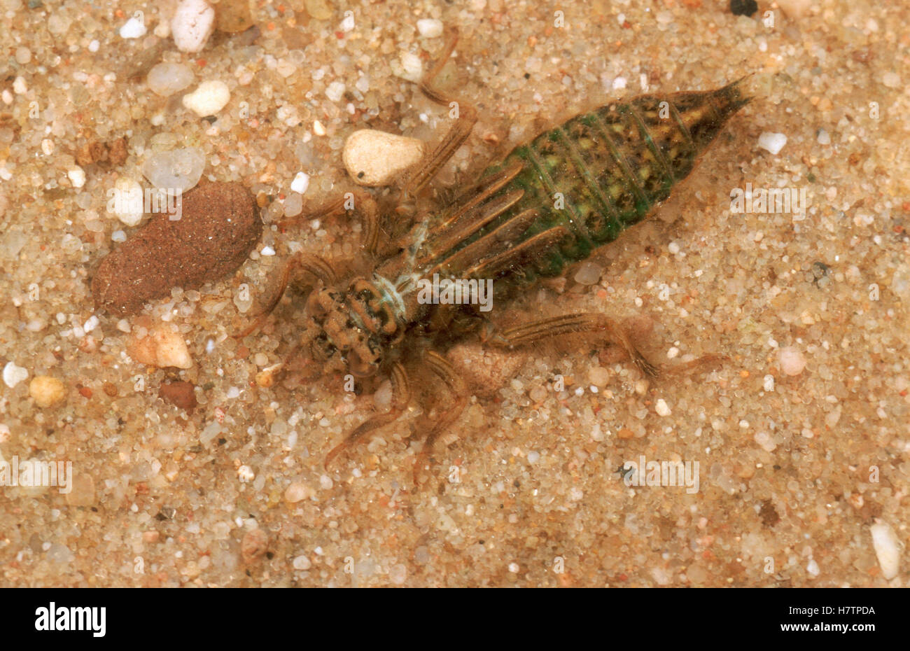 Yellow-legged Clubtail (Gomphus pulchellus) dragonfly aquatic nymph ...