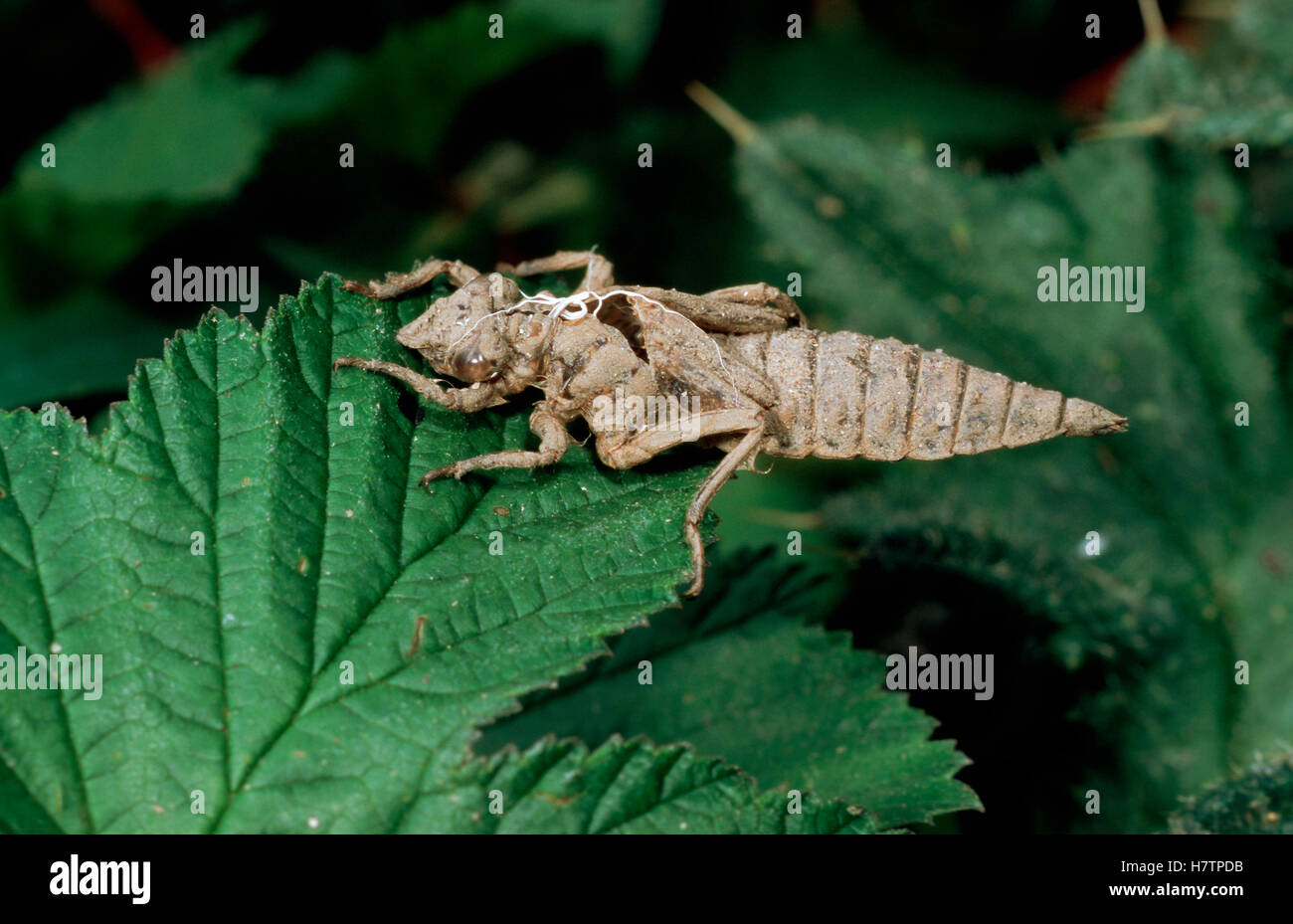 Yellow-legged Clubtail (Gomphus pulchellus) dragonfly nymph exoskeleton ...