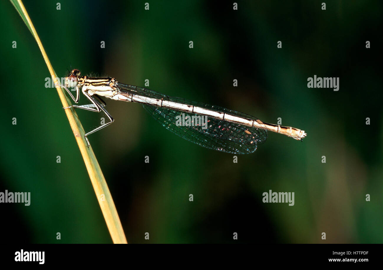 White-legged Damselfly (Platycnemis pennipes) female, western Europe ...