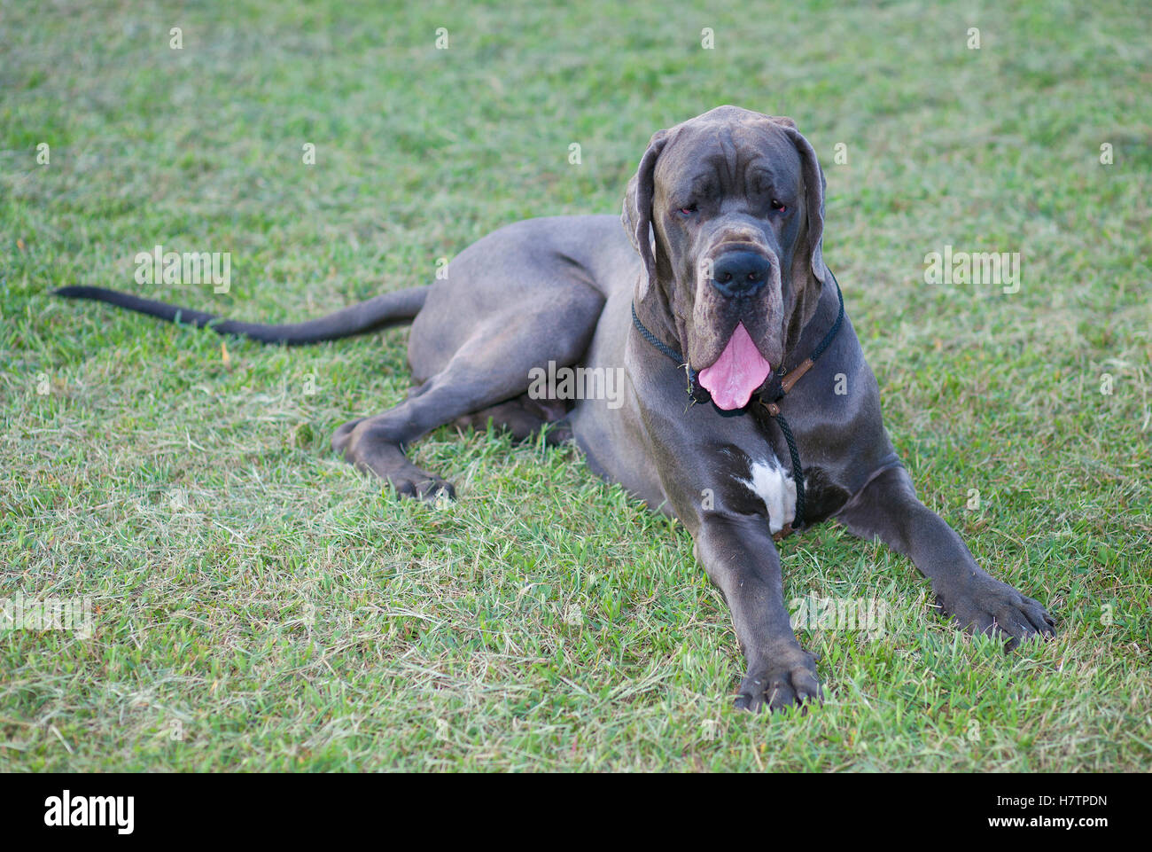 Purebred Great Dane laying on a grassy field Stock Photo - Alamy