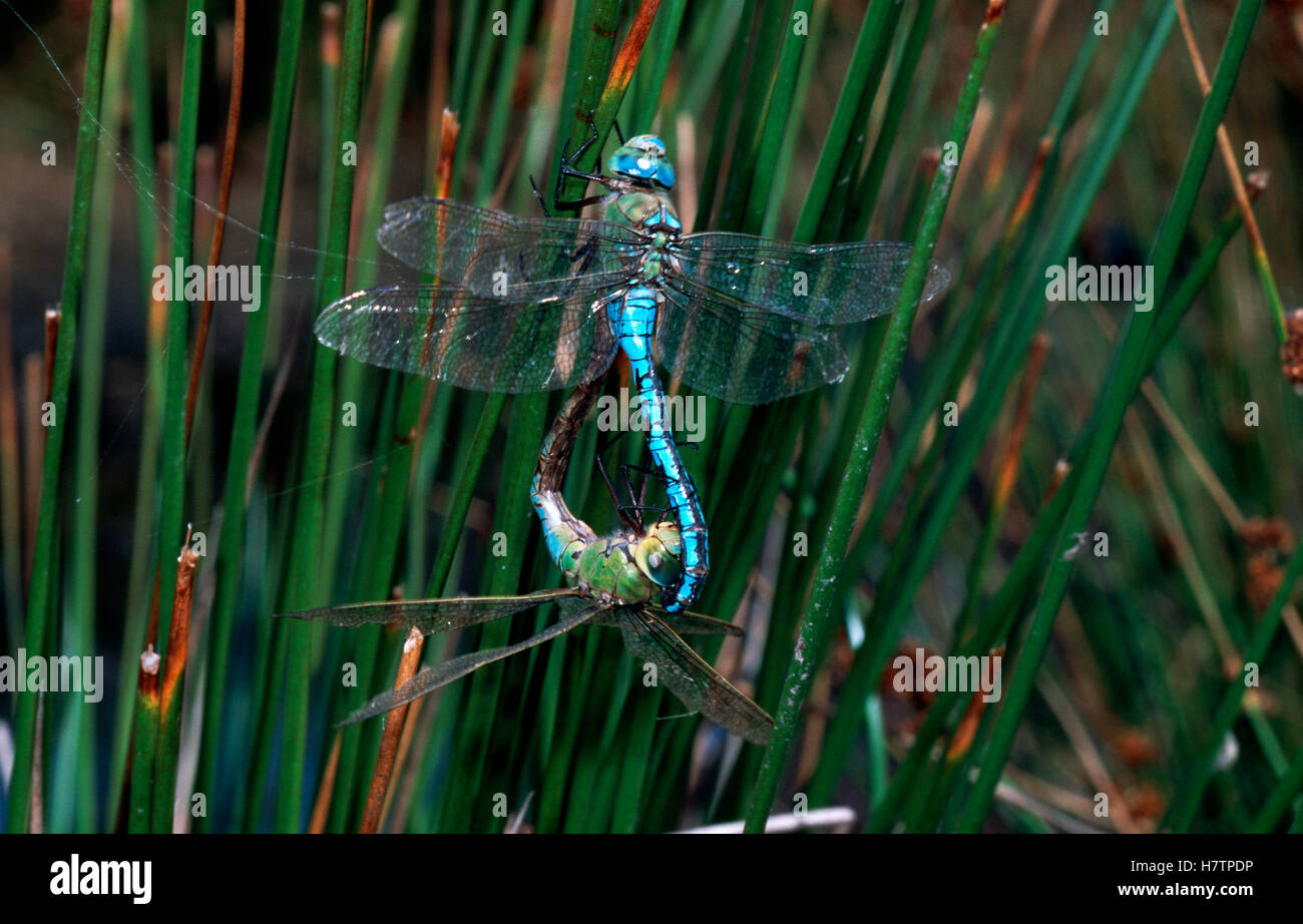 Emperor Dragonfly (Anax imperator) tandem pair mating, western Europe ...