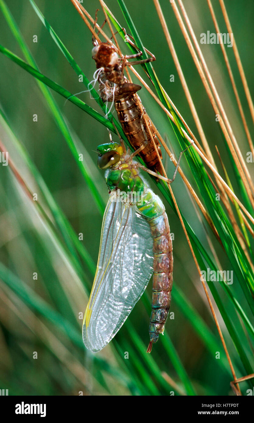 Emperor Dragonfly (Anax imperator) metamorphosis, adult stage emerging ...