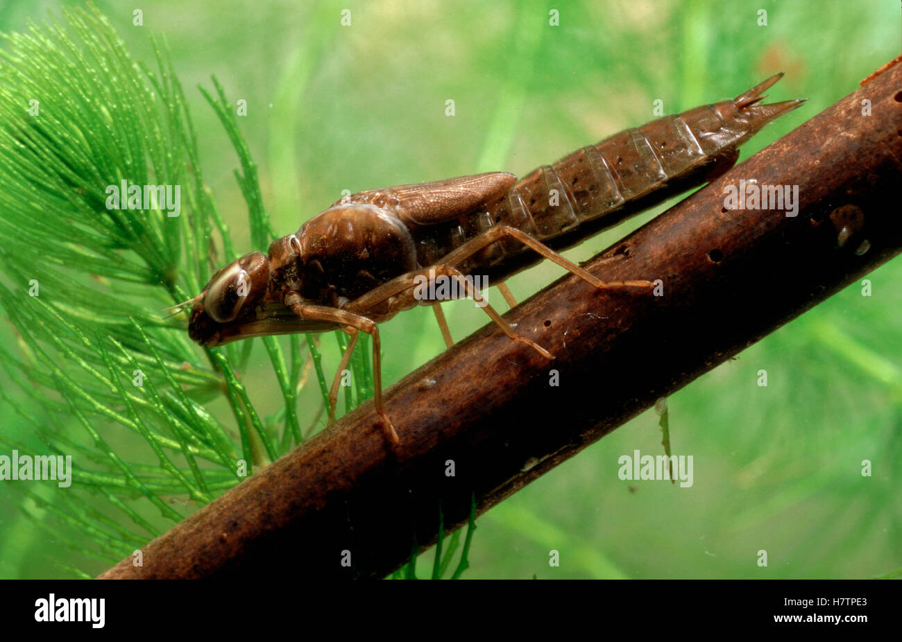 Southern Hawker Dragonfly (Aeshna cyanea) aquatic nymph underwater ...