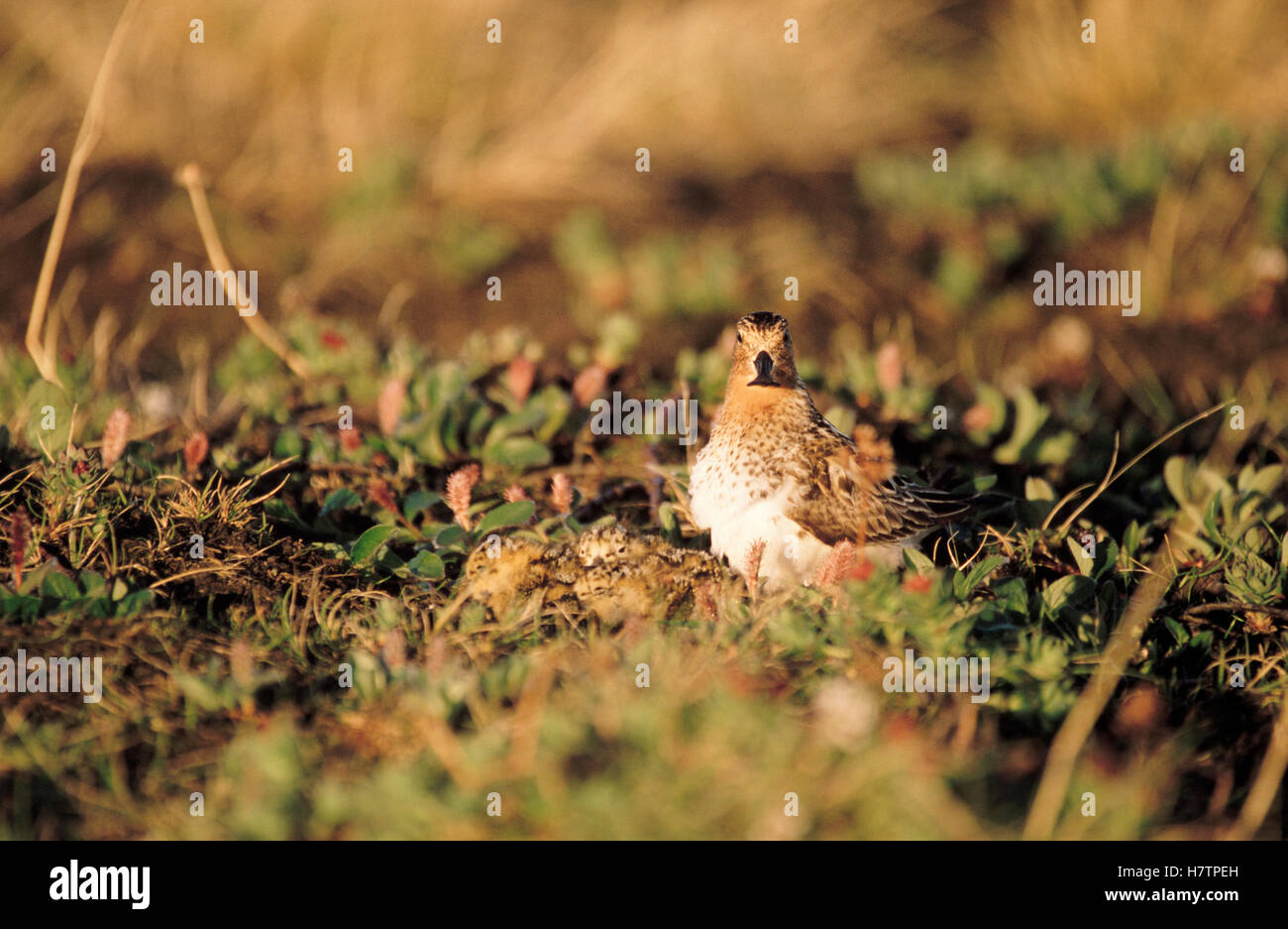 Spoon-billed Sandpiper (Eurynorhynchus pygmeus) on nest with young ...