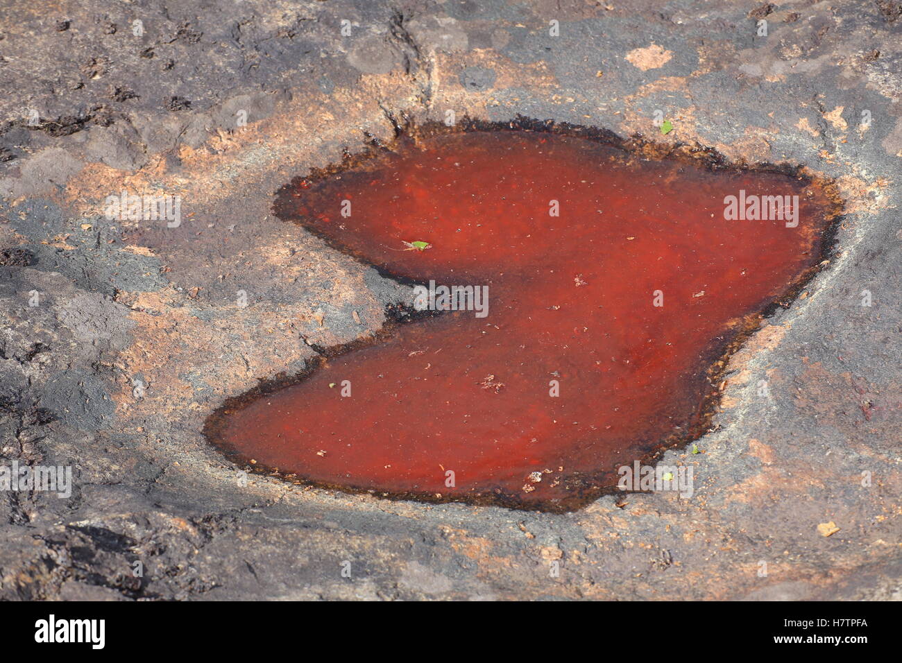 Puddle with a bright red color caused by algae Stock Photo - Alamy