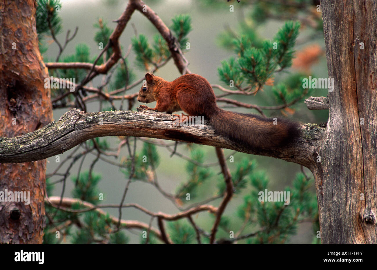Eurasian Red Squirrel (Sciurus vulgaris) in tree, Europe Stock Photo ...