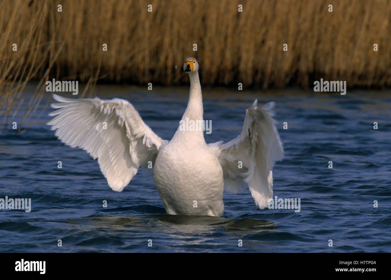 Whooper Swan (Cygnus cygnus) flapping wings in water, Europe Stock ...