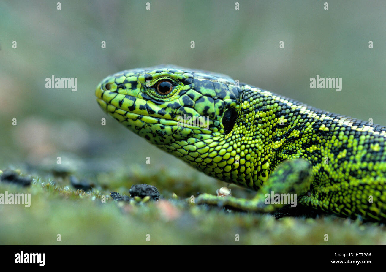Sand Lizard (Lacerta agilis) close up, Europe Stock Photo - Alamy