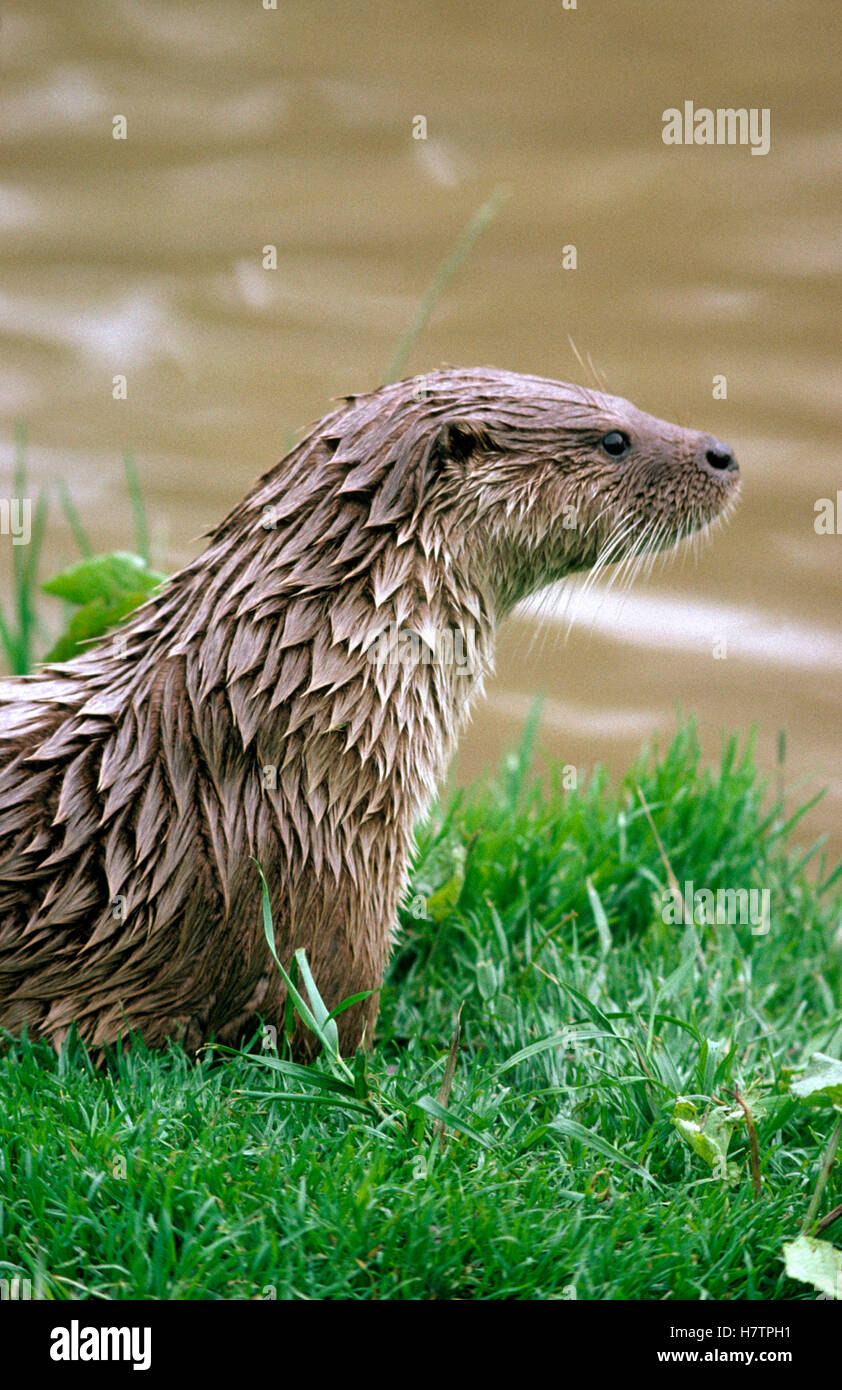 European River Otter (Lutra lutra) portrait along water's edge, Europe ...