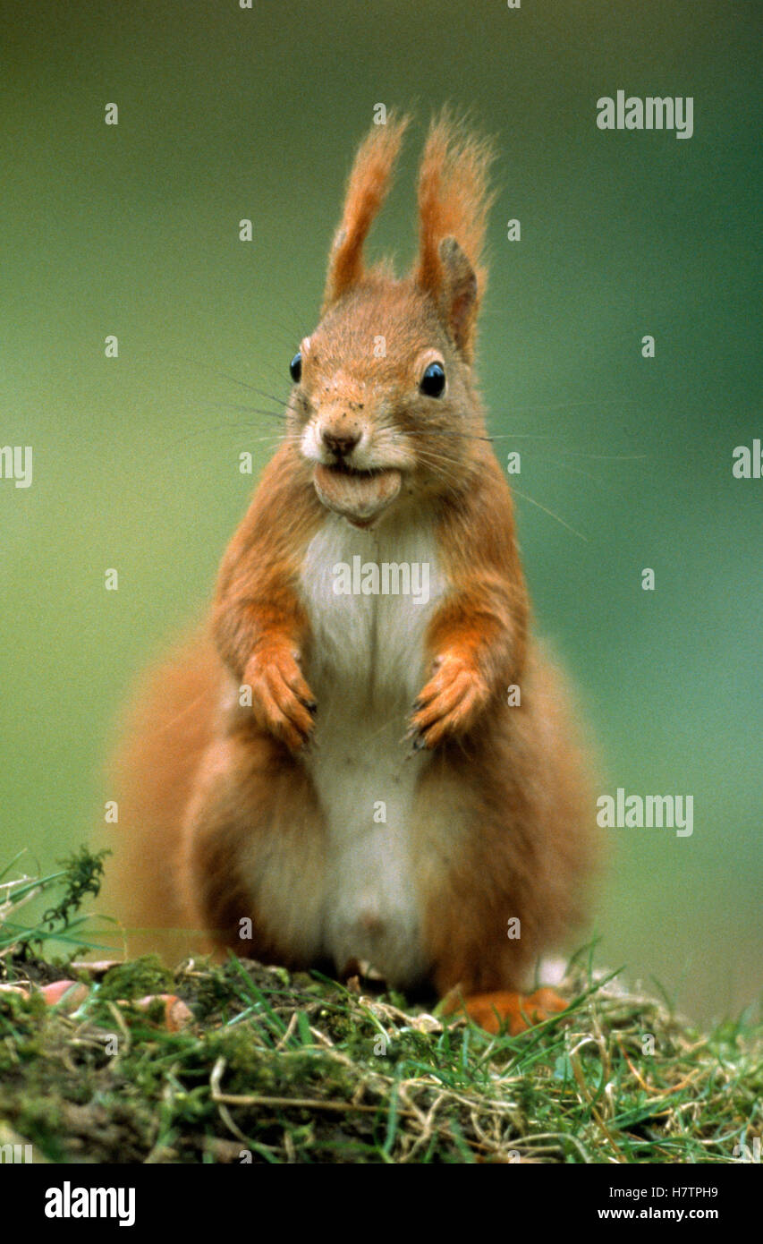 Eurasian Red Squirrel (Sciurus vulgaris) sitting upright, Europe Stock ...