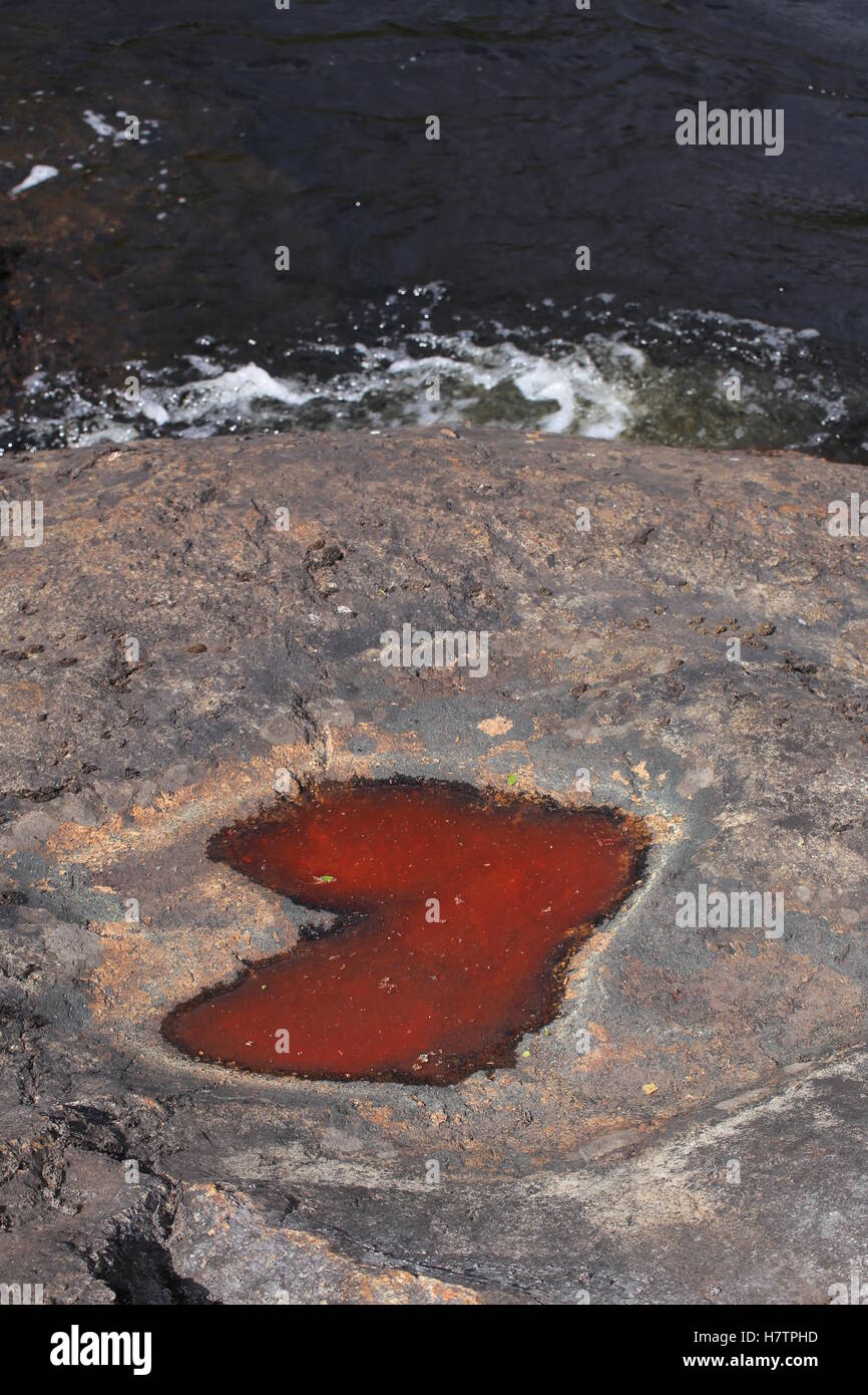 Puddle with a bright red color caused by algae Stock Photo - Alamy