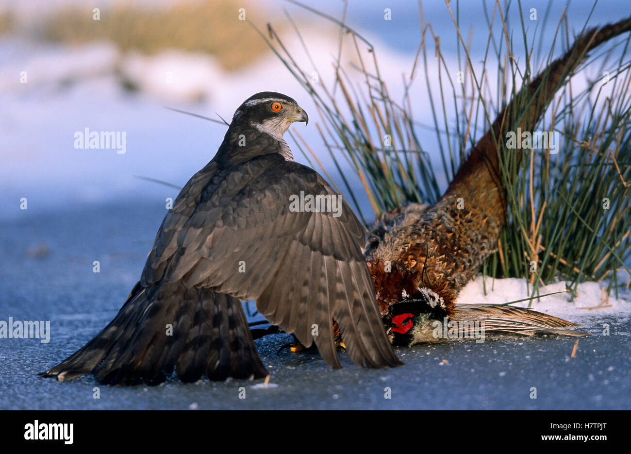 Northern Goshawk (Accipiter gentilis) on ice with Ring-necked Pheasant ...