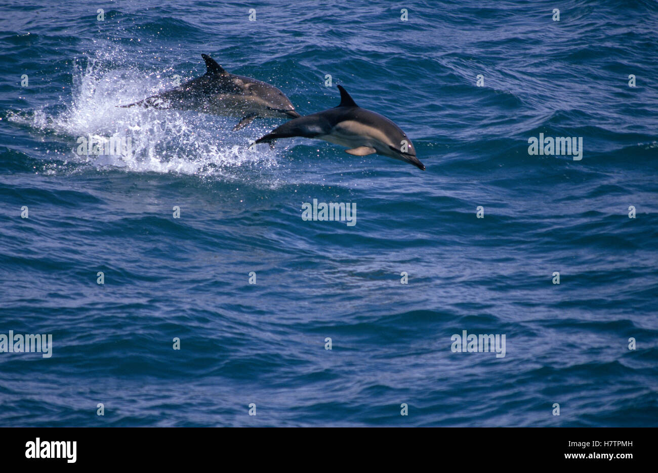 Short-beaked Common Dolphin (Delphinus delphis delphis) two jumping, western Europe Stock Photo ...