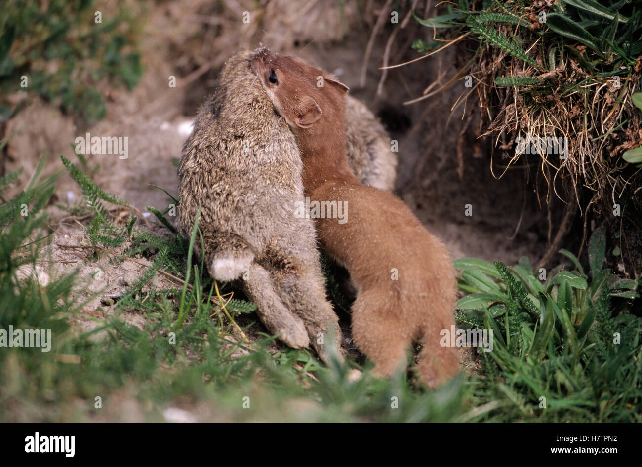 Least Weasel (Mustela nivalis) with rabbit prey, Europe Stock Photo - Alamy