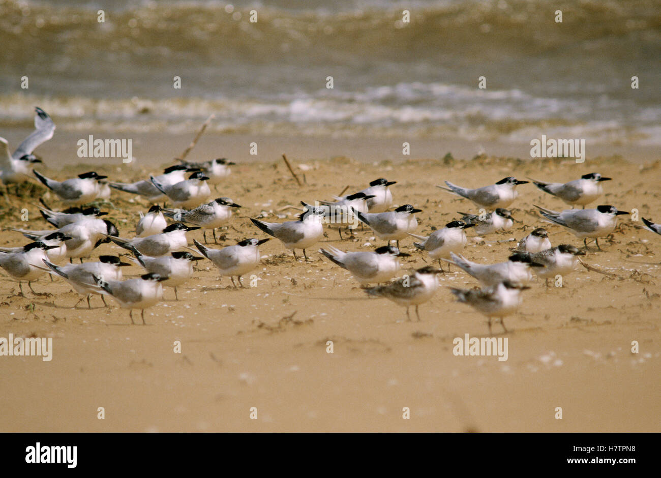 Sandwich Tern (Thalasseus sandvicensis) flock roosting above high tide ...
