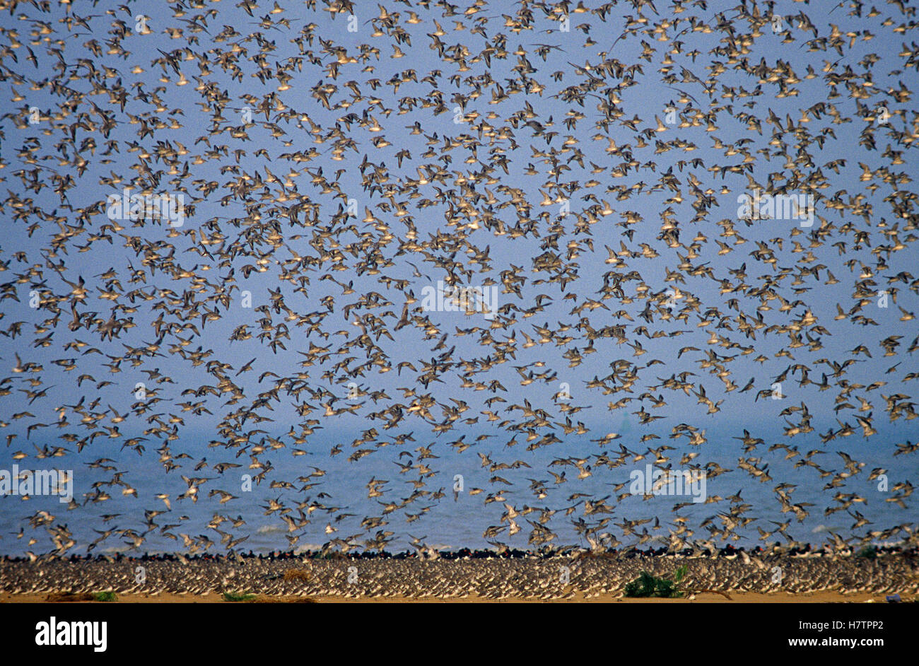 Red Knot (Calidris canutus) flock flying during migration, Texel ...