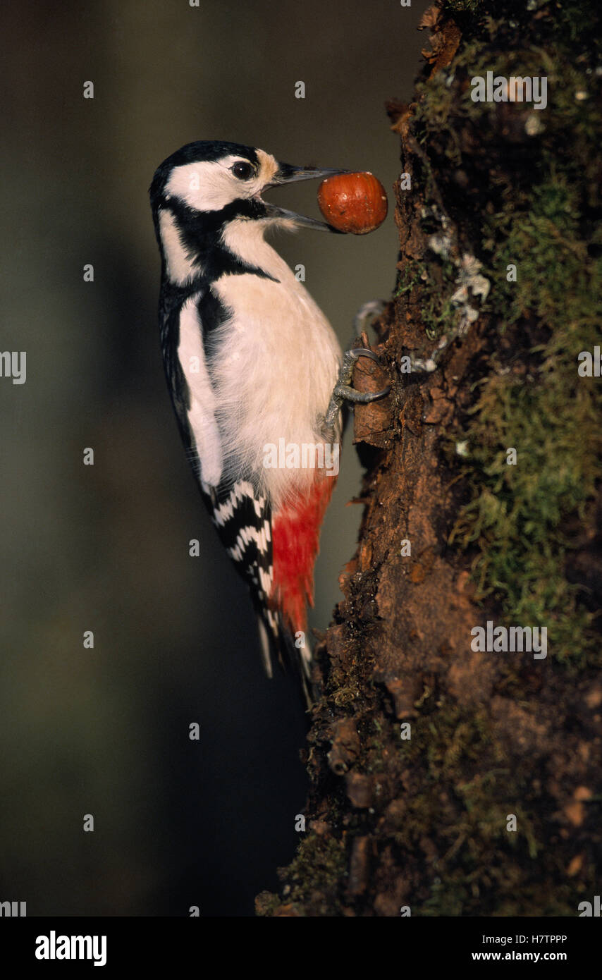 Great Spotted Woodpecker (Dendrocopos major) storing an acorn in tree ...